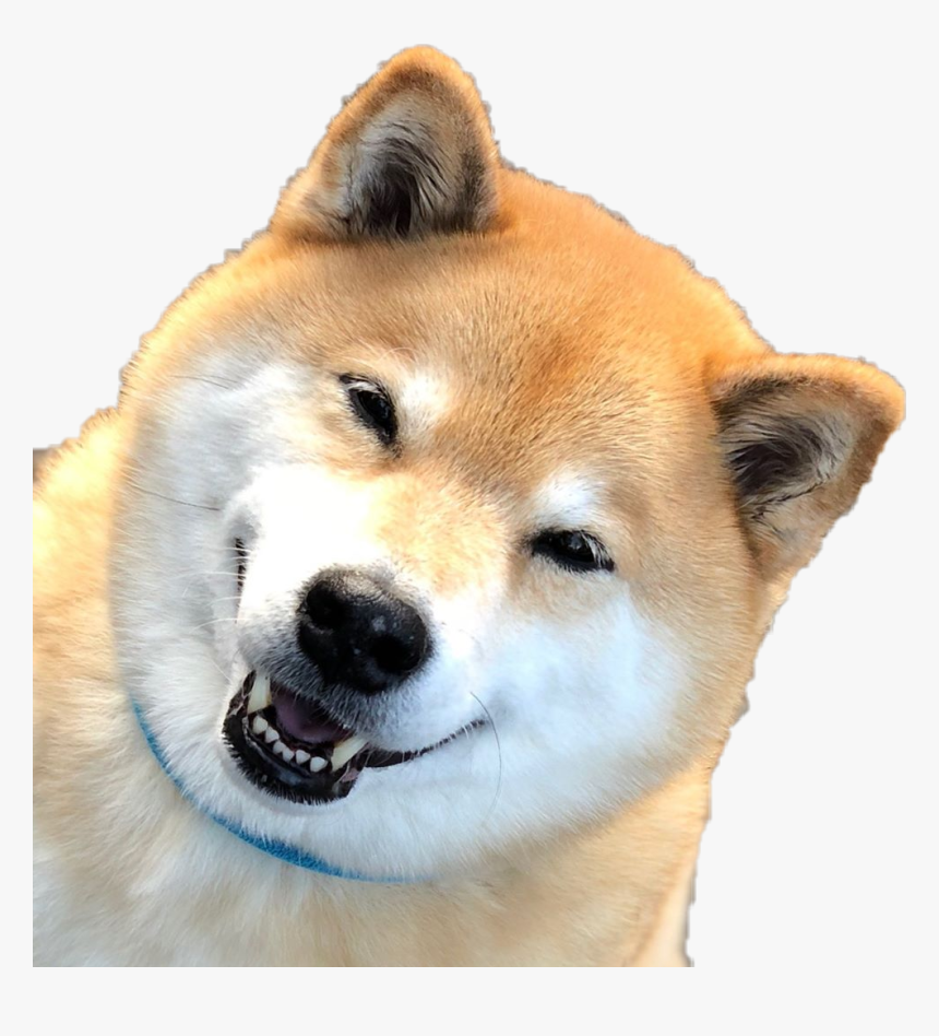 Shibe Png