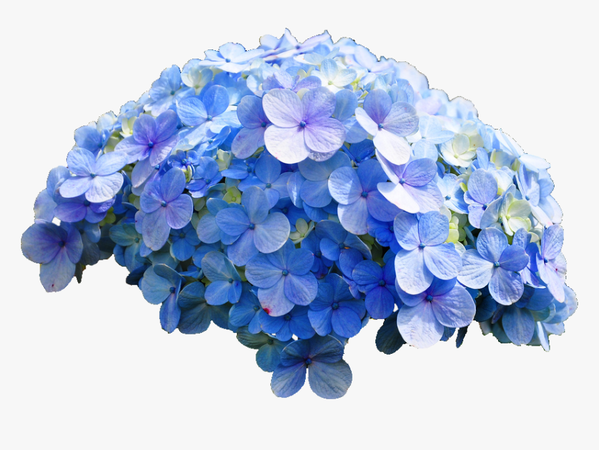 Blue Hydrangea Png, Transparent Png , Transparent Png Image - PNGitem