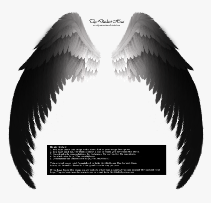 Fallen Angel Wing Png - Real Black Angel Wings, Transparent Png ...