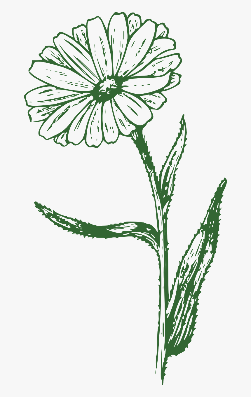 Calendula Drawing Png, Transparent Png , Transparent Png Image - PNGitem