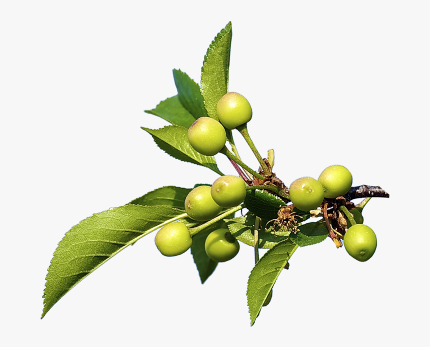 Nature Png - Olive, Transparent Png , Transparent Png Image - PNGitem