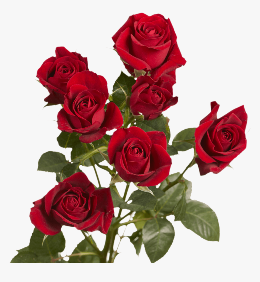 Valentine S Day Red Spray Roses Delivery - Floribunda, HD Png Download ...