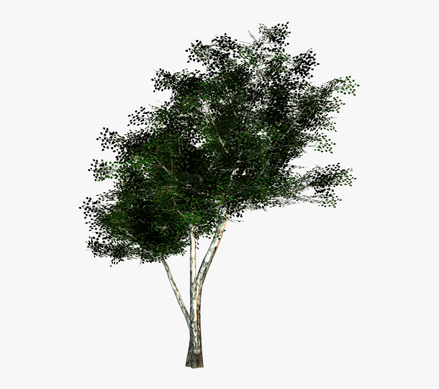 Tree Texture Png