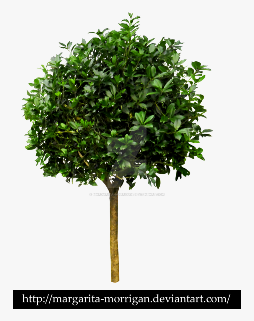 Small Trees Png - Fig Tree White Background, Transparent Png ...