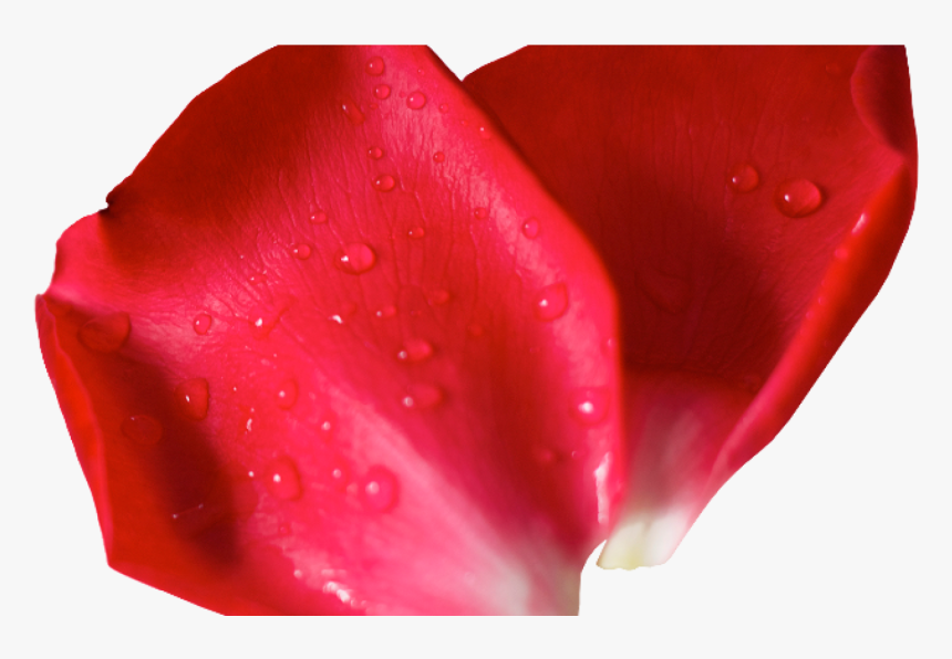 Red Flower Petals - Flower Pettels Png, Transparent Png , Transparent ...
