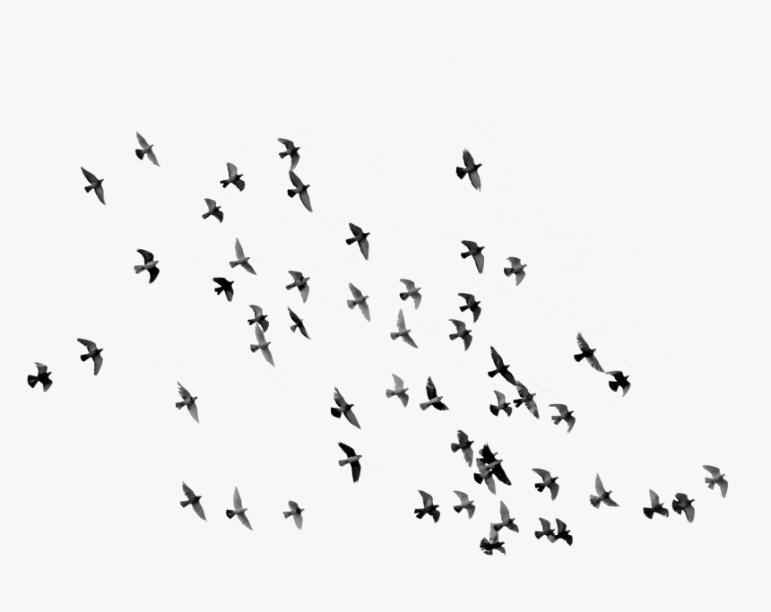 Bird Of Ill Omen Meaning, HD Png Download , Transparent Png Image - PNGitem