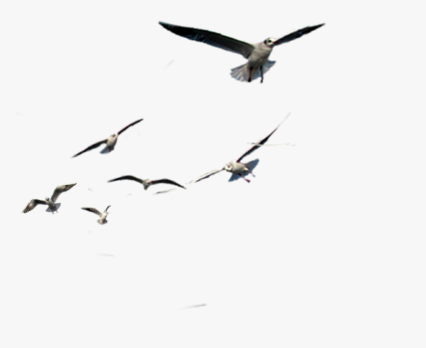 Flock, HD Png Download , Transparent Png Image - PNGitem