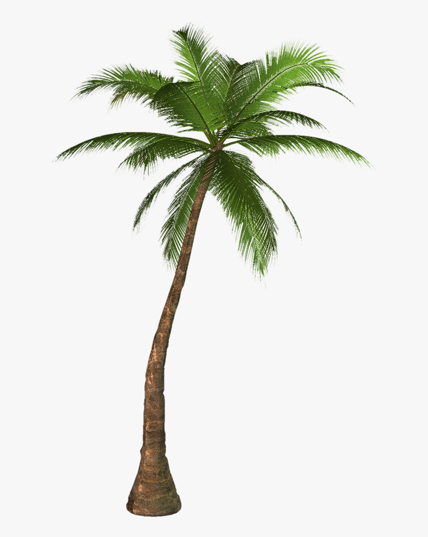 Transparency Palm Trees Portable Network Graphics Clip - Palm Tree Png ...
