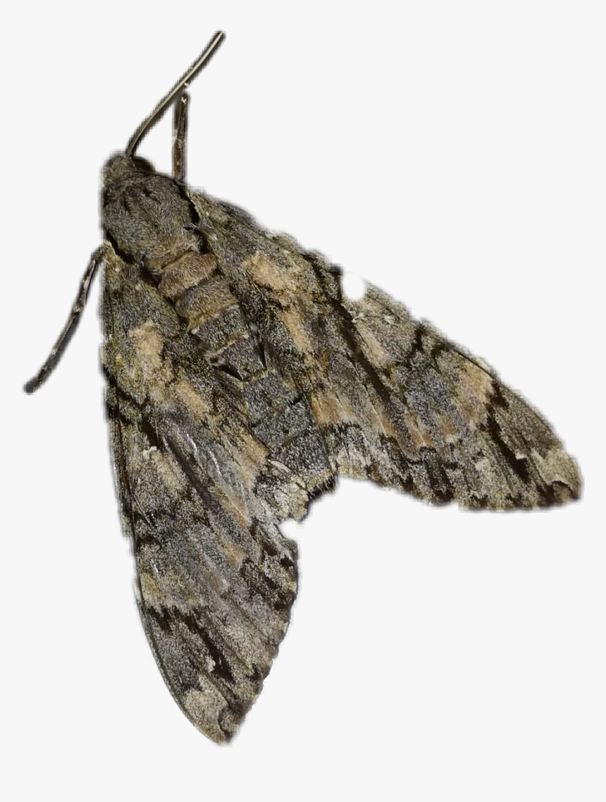 #fat, HD Png Download , Transparent Png Image - PNGitem