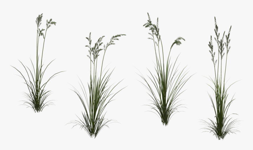 Transparent Tall Grass Texture, HD Png Download , Transparent Png Image ...