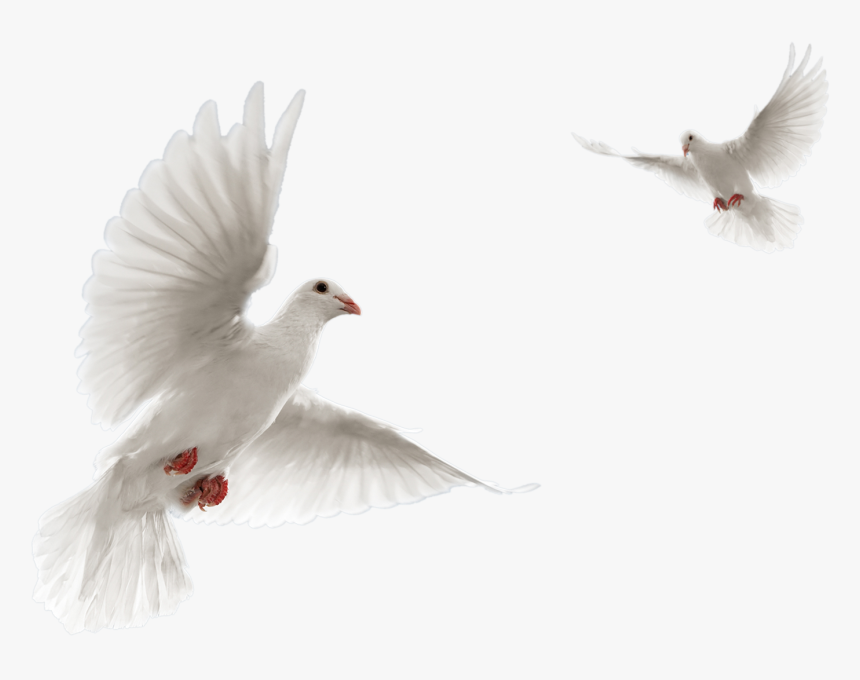 #stickers #bird #dove #white - Columbidae, HD Png Download ...
