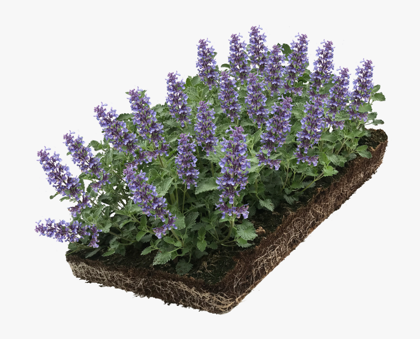 Nepeta Faassenii - Nepeta Faassenii Png, Transparent Png , Transparent ...