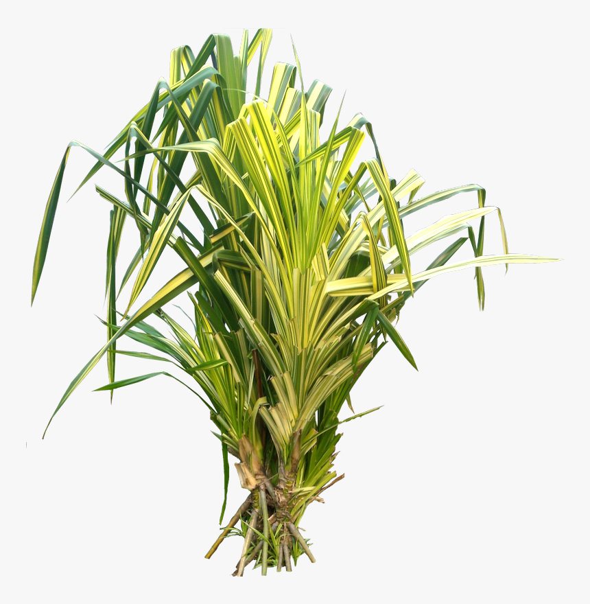 Thumb Image - Pandanus Png, Transparent Png , Transparent Png Image ...