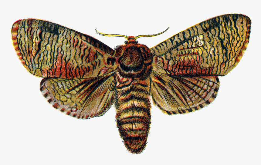 Moth Png, Transparent Png , Transparent Png Image - PNGitem