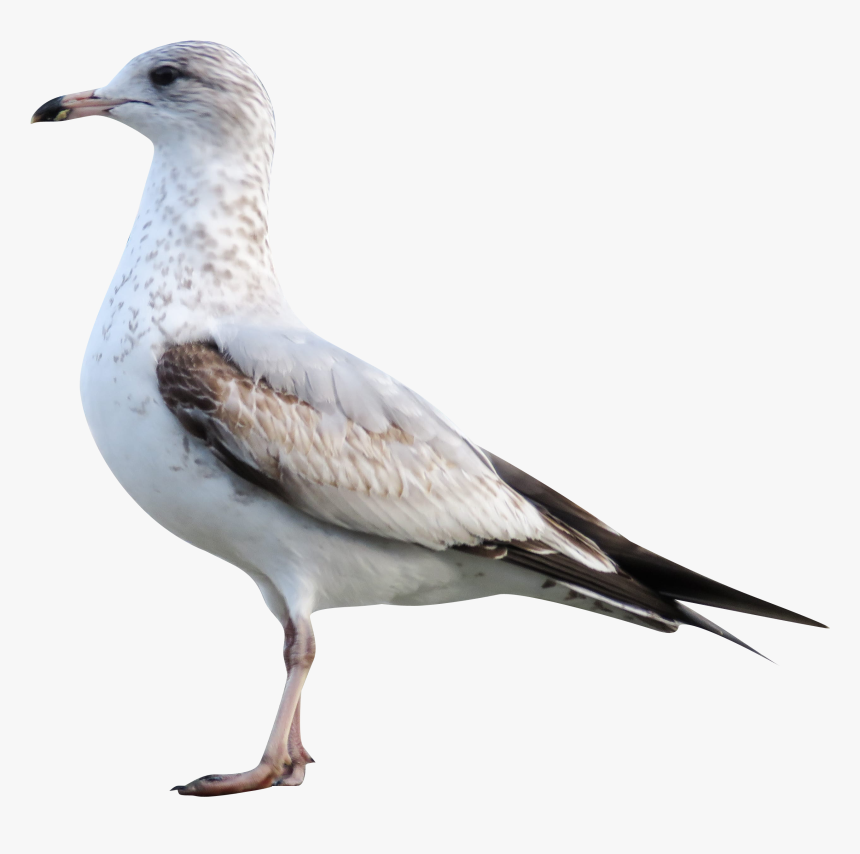 White Sea Gull - European Herring Gull, HD Png Download , Transparent ...