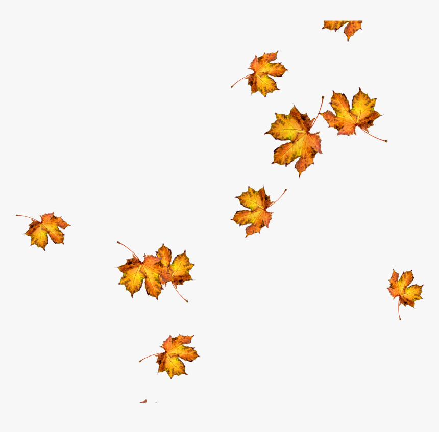 Maple Leaf, HD Png Download , Transparent Png Image - PNGitem