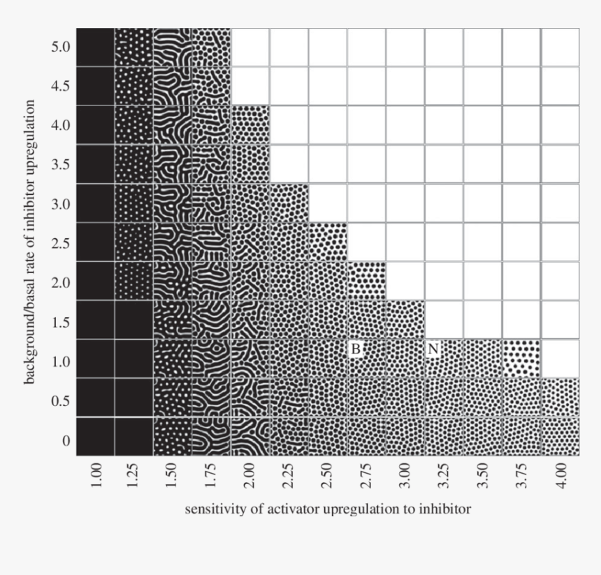 Reaction Diffusion Turing Patterns, HD Png Download , Transparent Png ...