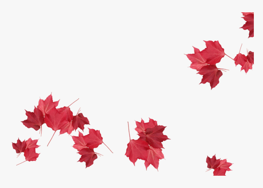 Maple Leaf, HD Png Download , Transparent Png Image - PNGitem