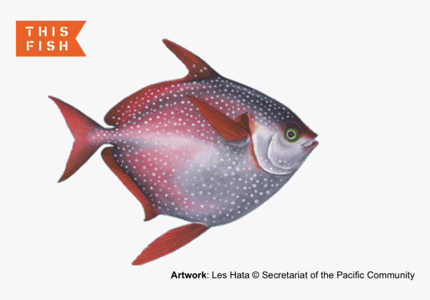 Opah, HD Png Download , Transparent Png Image - PNGitem