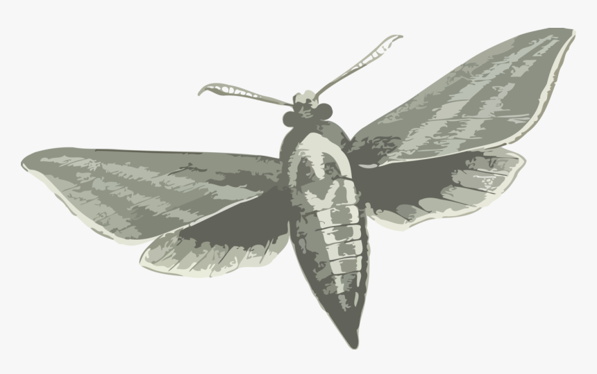Elephant Hawk-moth, HD Png Download , Transparent Png Image - PNGitem