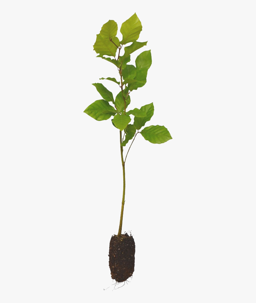 American Aspen, HD Png Download , Transparent Png Image - PNGitem