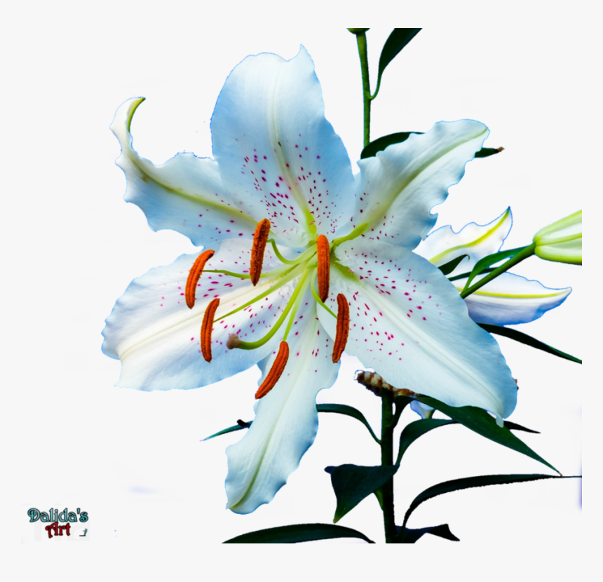 Flower Stargazer Daylily Golden Rayed Goldenrayed - Stargazer Flower ...