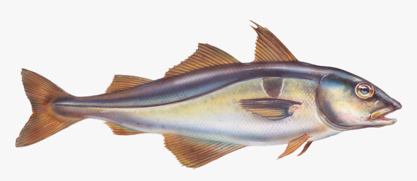 European Pollock, HD Png Download , Transparent Png Image - PNGitem