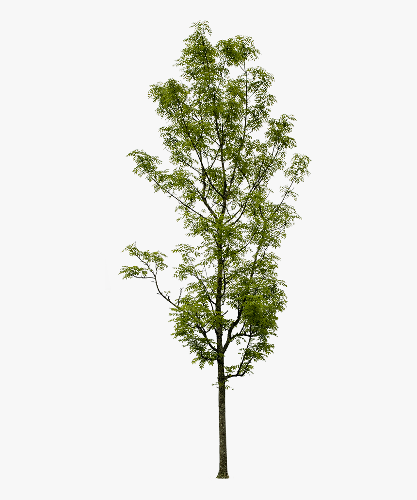 Draw Architectural Small Trees, HD Png Download , Transparent Png Image ...
