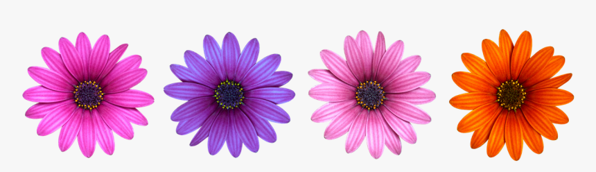 Multi Colour Flower, HD Png Download , Transparent Png Image - PNGitem