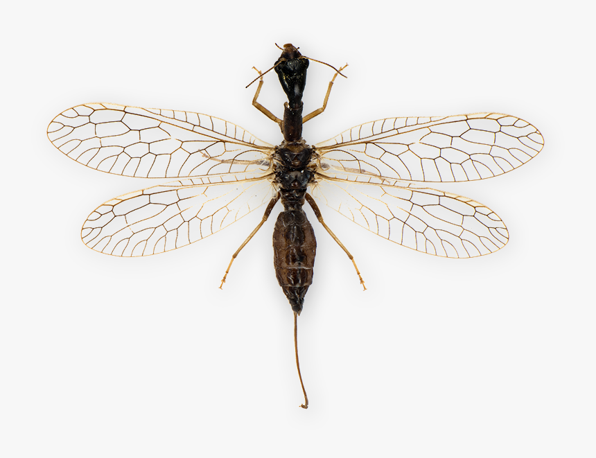 Net-winged Insects, HD Png Download , Transparent Png Image - PNGitem