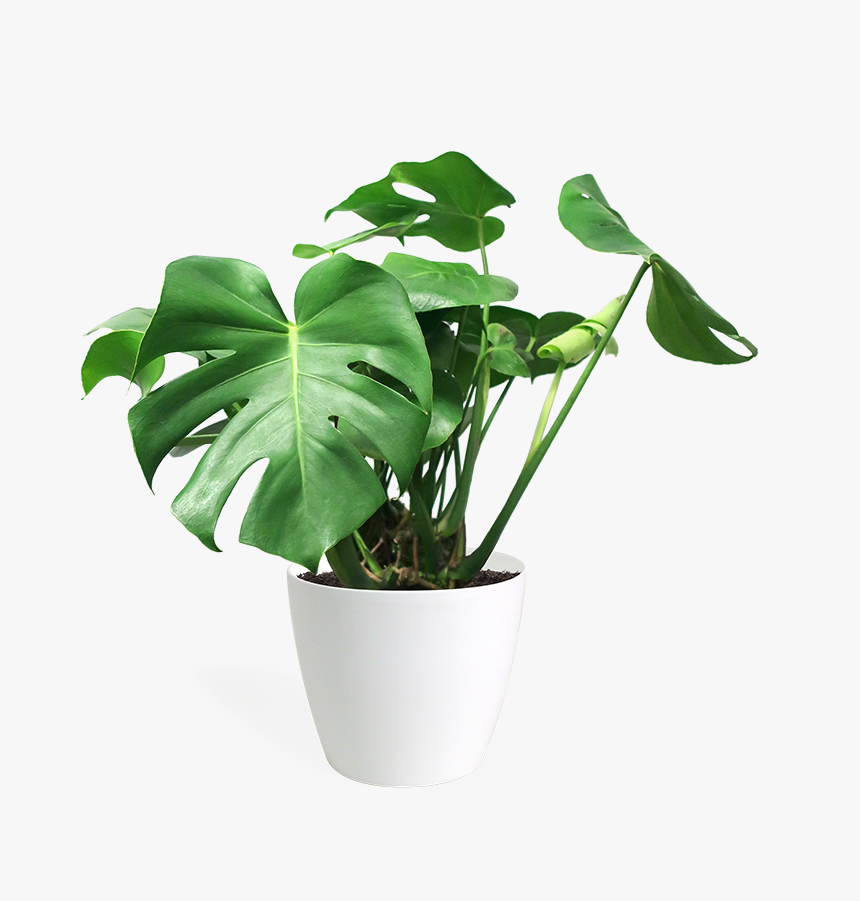 House Plant Transparent Background, HD Png Download , Transparent Png ...