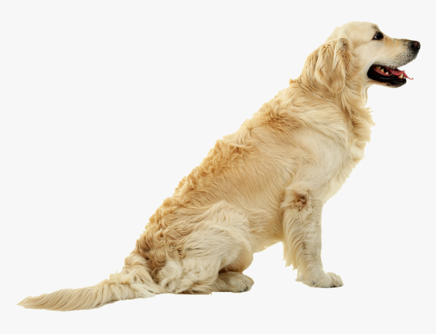 Cut Out Dogs Png, Transparent Png , Transparent Png Image - PNGitem
