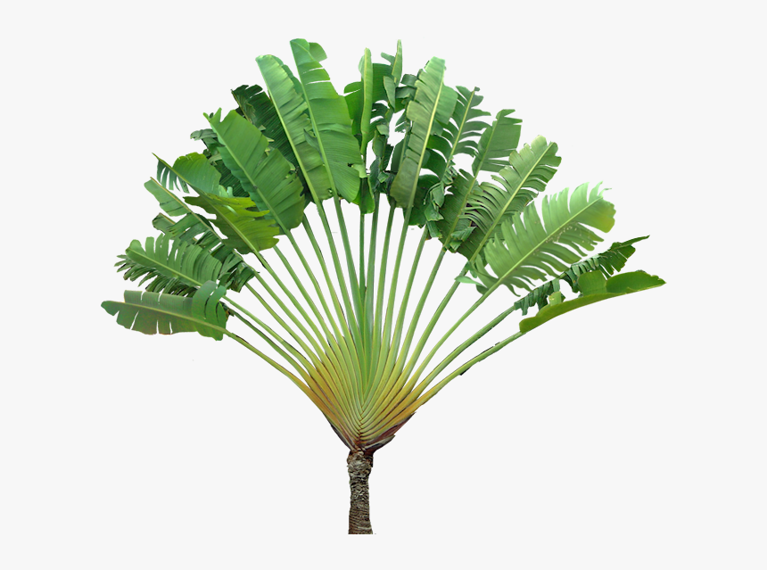 Ravenala Madagascariensis, HD Png Download , Transparent Png Image ...