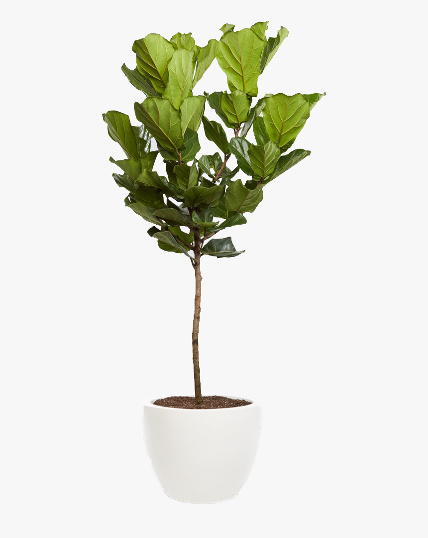 Fiddle Leaf Fig Tree Png, Transparent Png , Transparent Png Image - PNGitem