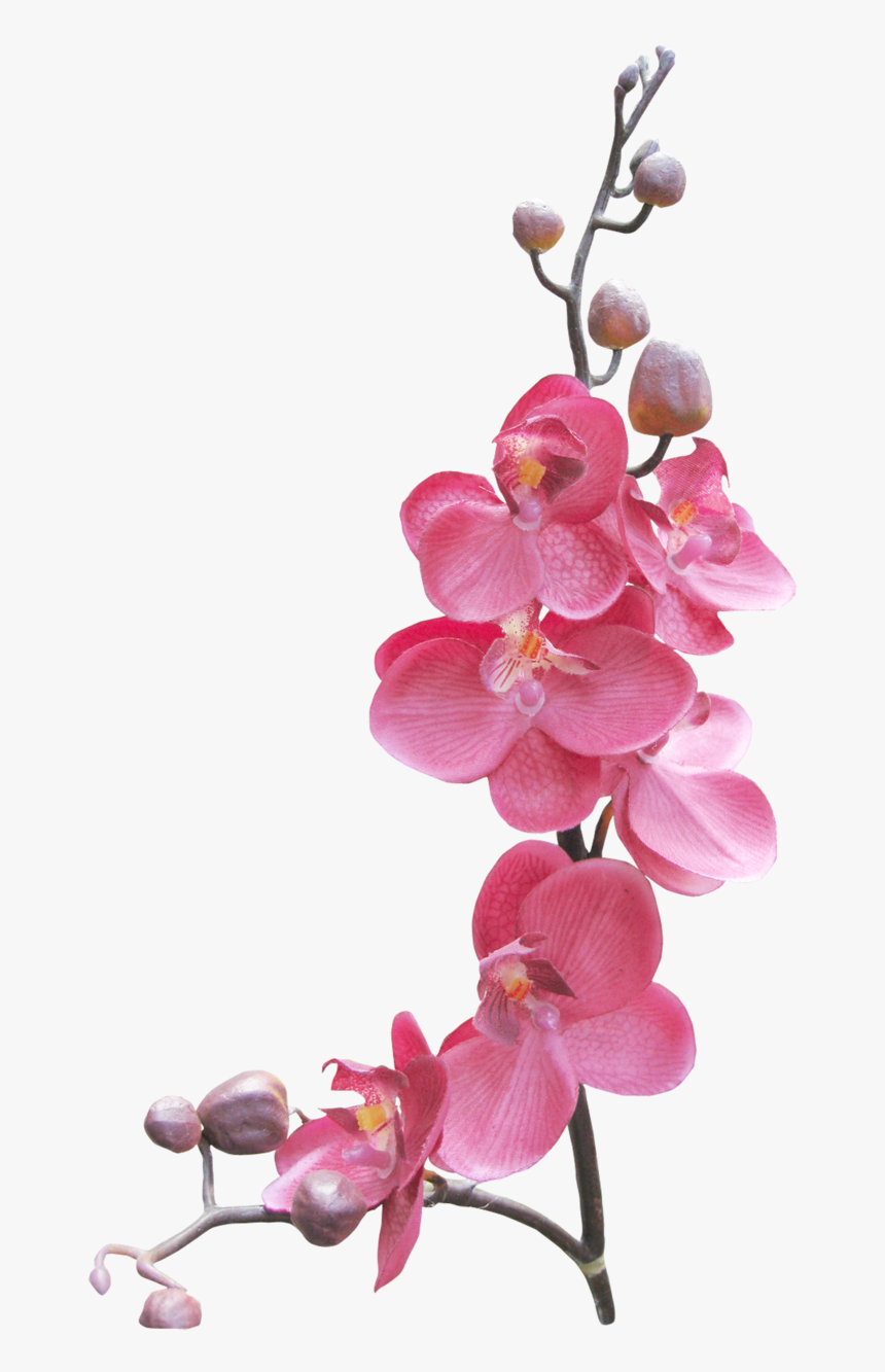 Orchid Flower Frame Png, Transparent Png , Transparent Png Image - PNGitem