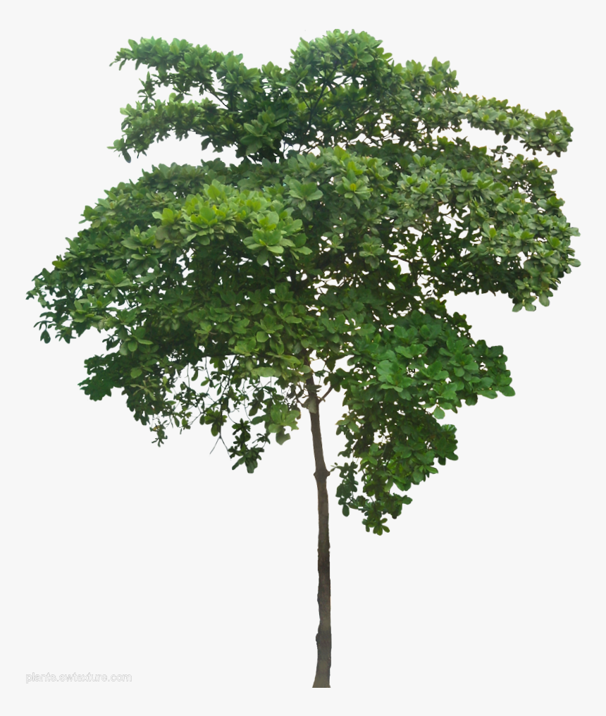Tree Planting - - - Transparent Small Tree Png, Png Download ...