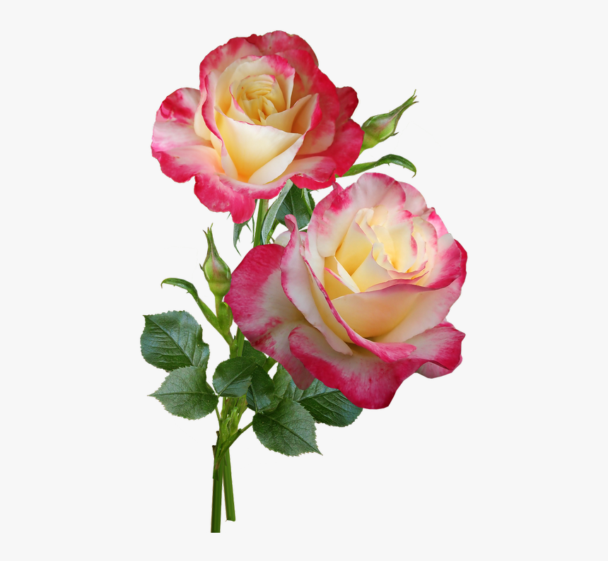 Roses Flowers Stems - Roses On Stem Transparent, HD Png Download ...