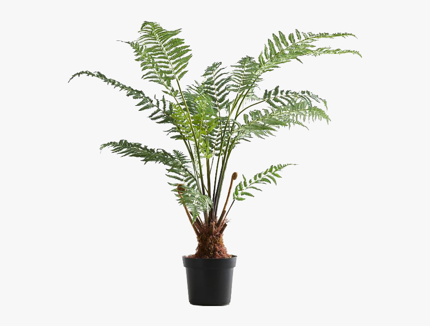 Australian Fern, HD Png Download , Transparent Png Image - PNGitem