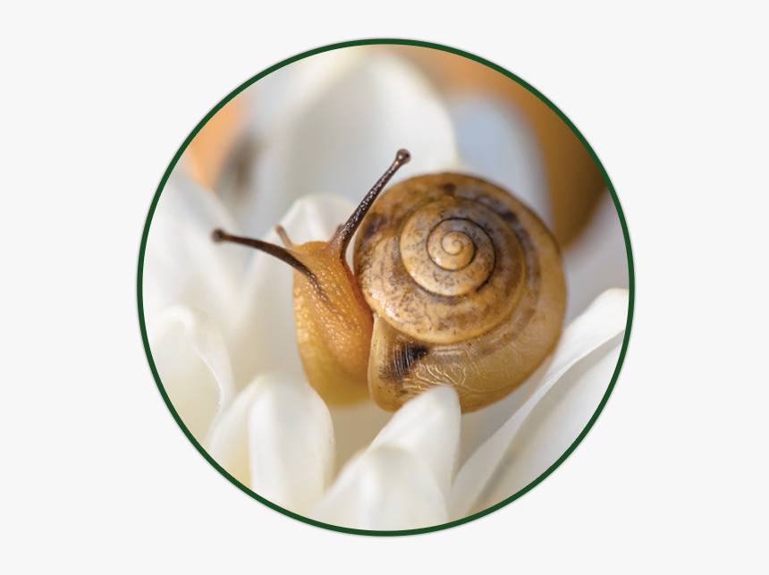 Snail Png, Transparent Png , Transparent Png Image - PNGitem