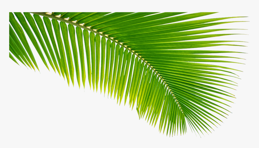 Transparent Palm Tree Leaves Png, Png Download , Transparent Png Image ...