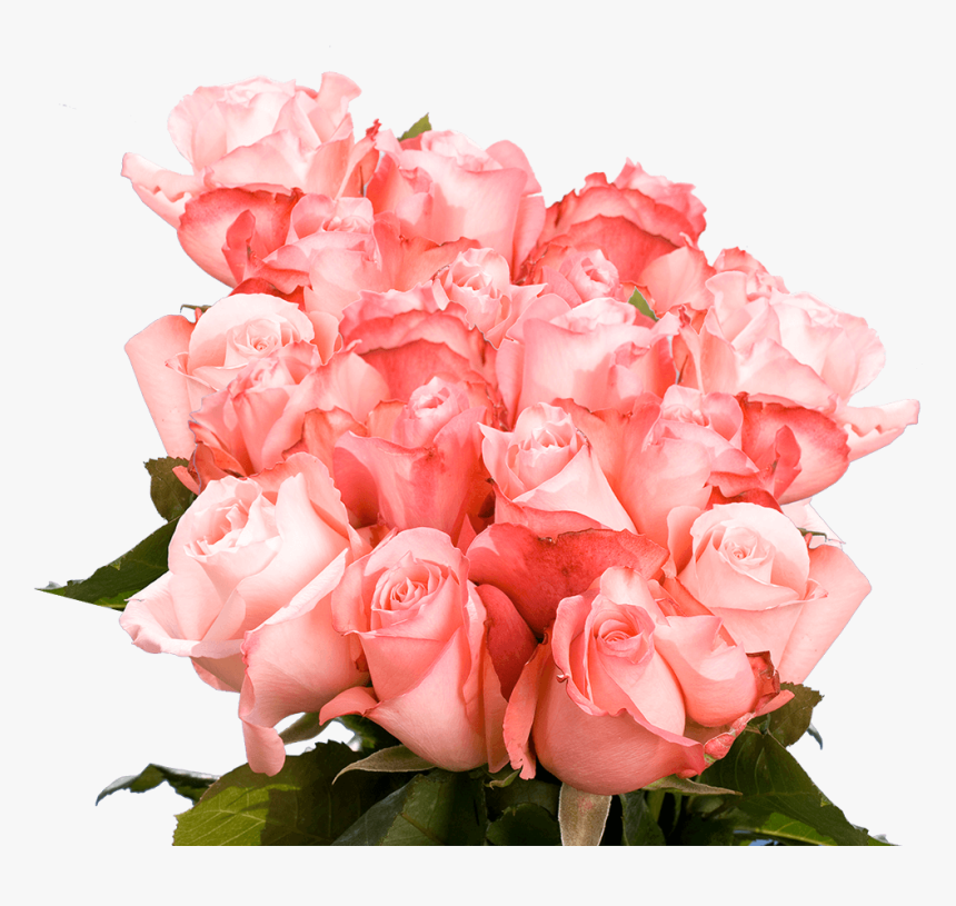 Pink Colour Of Roses, HD Png Download , Transparent Png Image - PNGitem