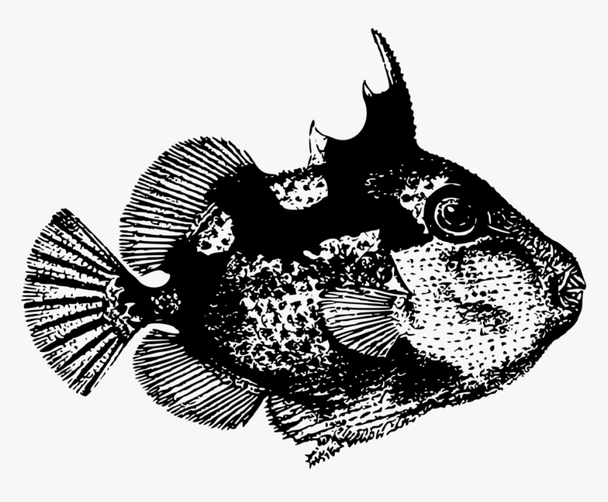 Transparent Crown Drawing Png - Triggerfish, Png Download , Transparent ...