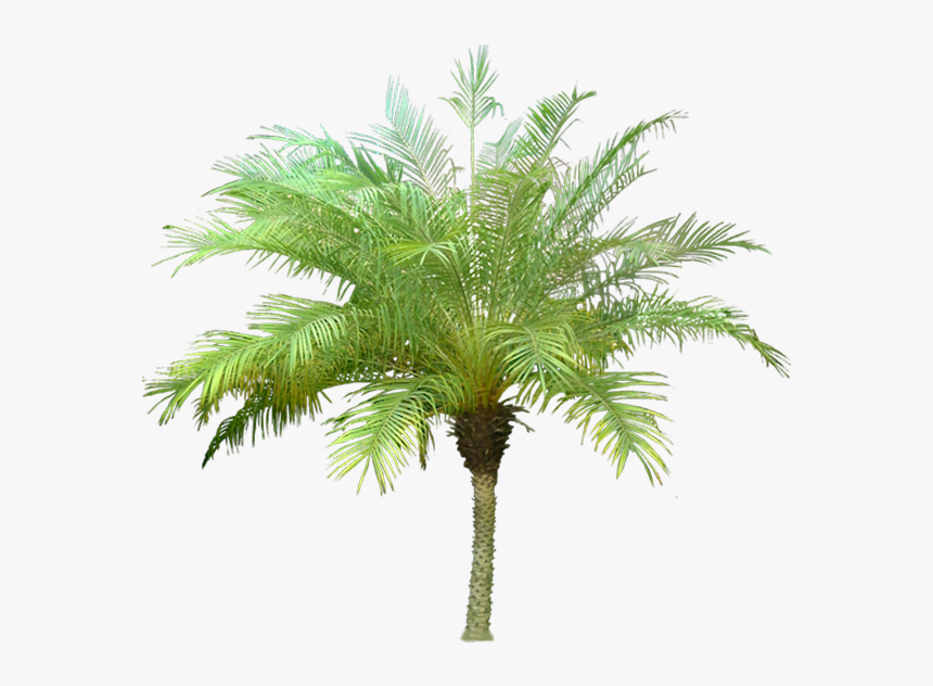 Palm Tree Meaning In Hindi HD Png Download Transparent Png Image