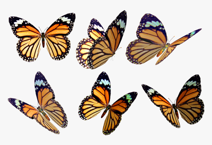 Transparent Butterfly Overlay - Free Transparent Butterfly Overlay, HD ...