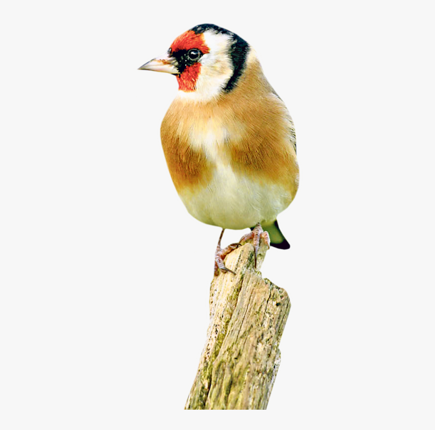 Finch, HD Png Download , Transparent Png Image - PNGitem