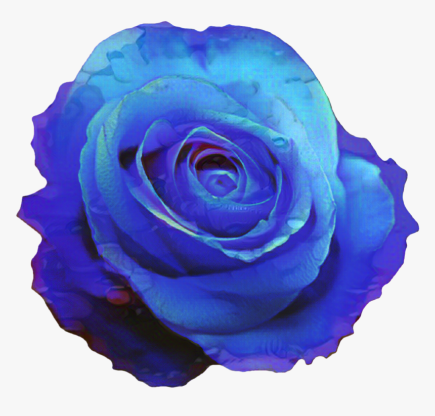 Portable Network Graphics Blue Rose Clip Art Blue Flower - Transparent ...