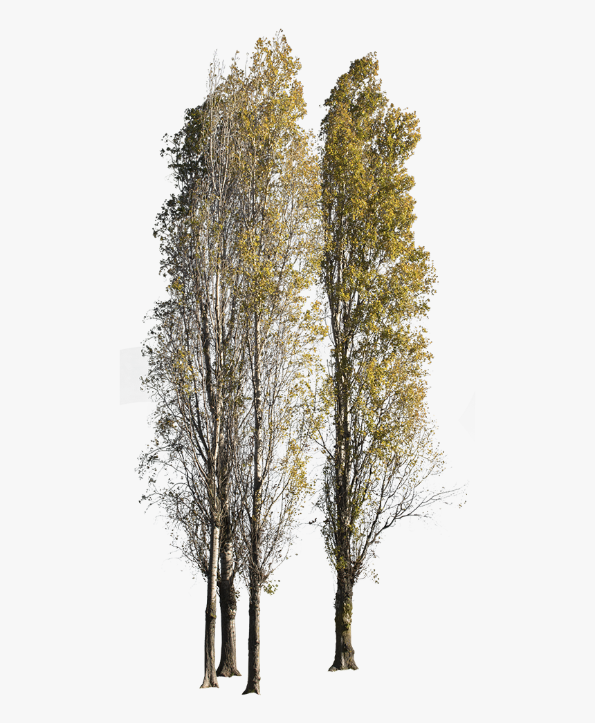 Black Poplar Tree Png, Transparent Png , Transparent Png Image - PNGitem