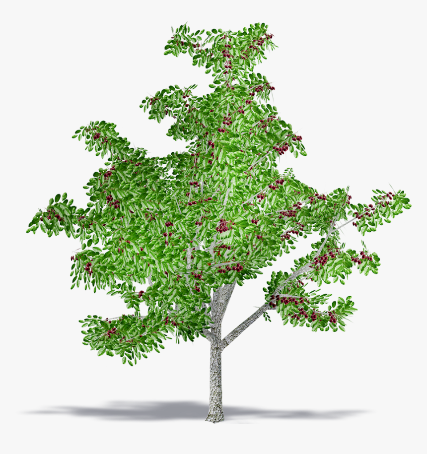 Black Cherry - American Larch, HD Png Download , Transparent Png Image ...