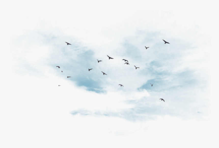 Bird Migration, HD Png Download , Transparent Png Image - PNGitem