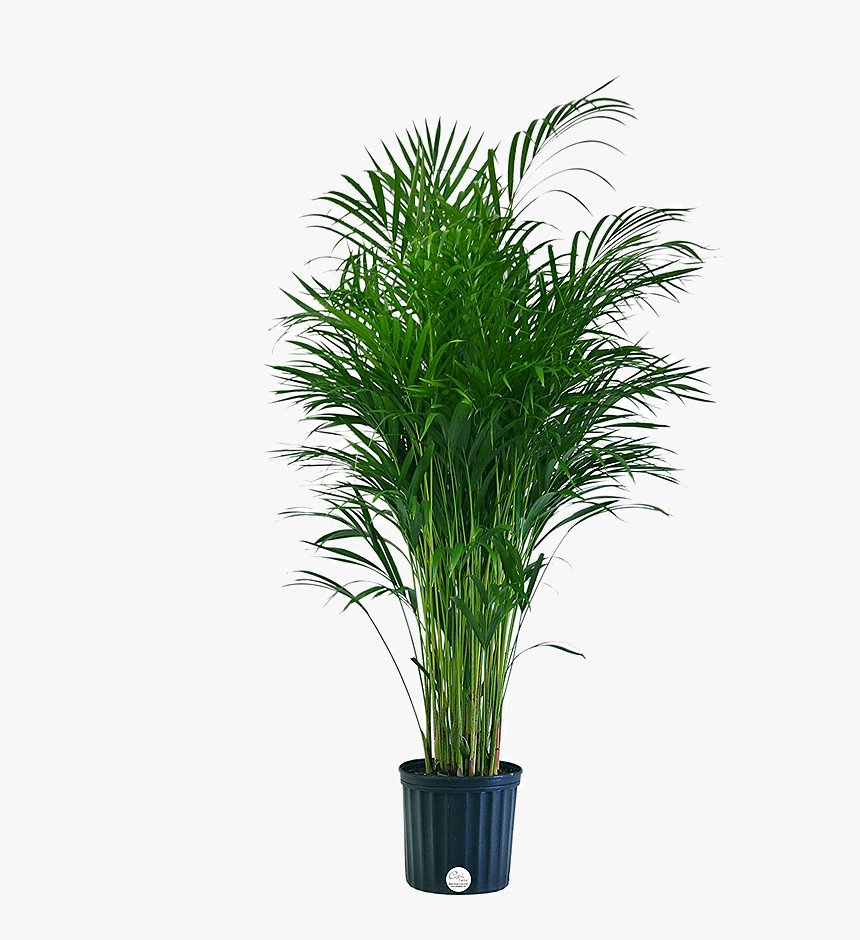 Areca Palm Png